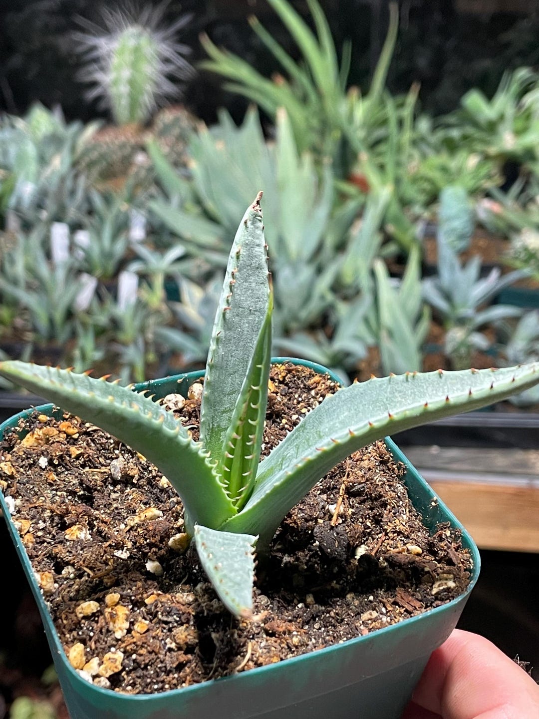 Agave Shawii (coastal Agave) California Native, Fully Rooted Offset ...