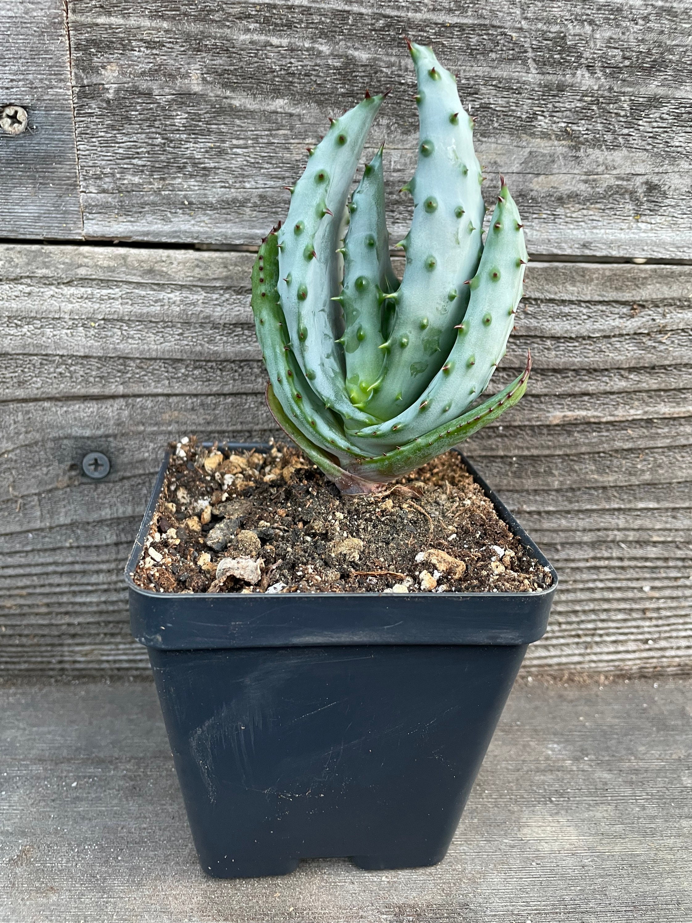 Rare Aloe Ferox Cape Aloe 4 Pot Seed Grown Aloe Live Plant - Etsy