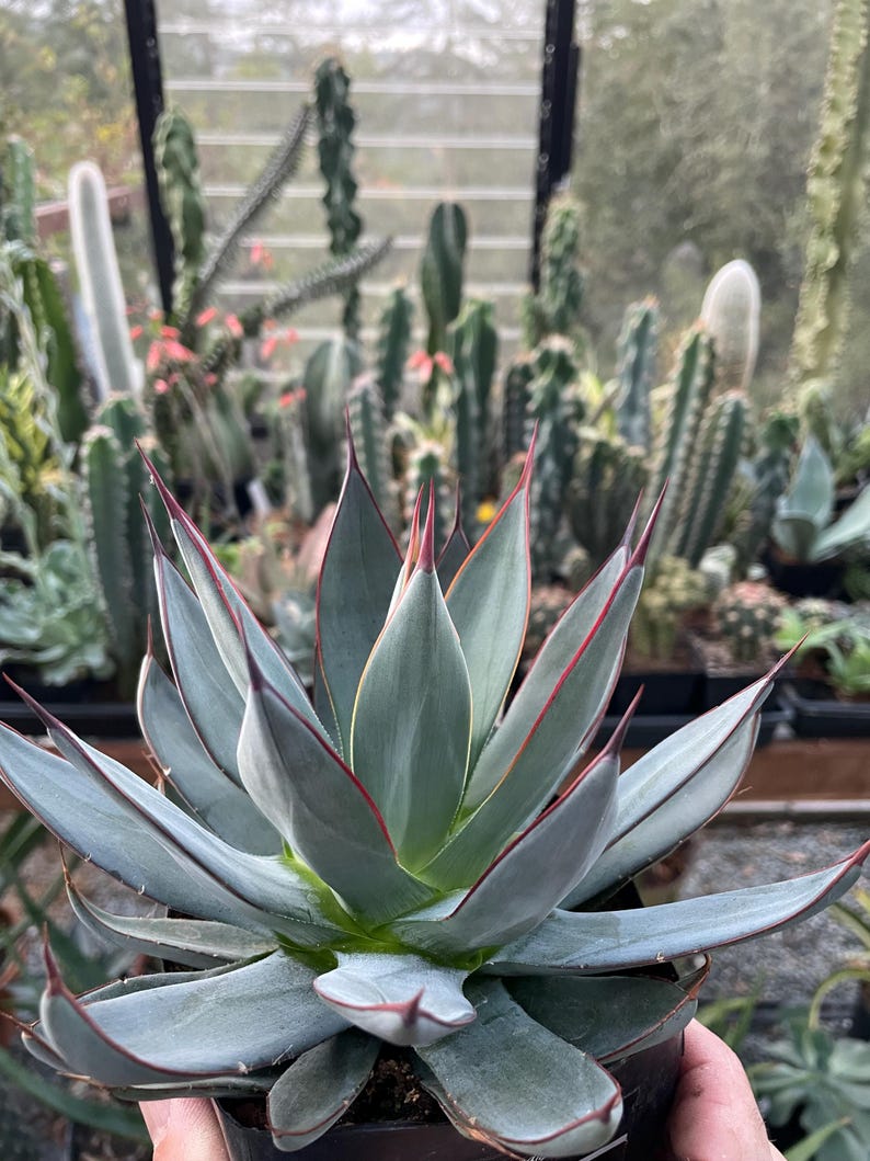 Agave Blue Ember- Hybrid Agave - Fully Rooted Offset in a 4” Pot. Rare ...