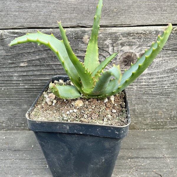 Rare Aloe - Etsy