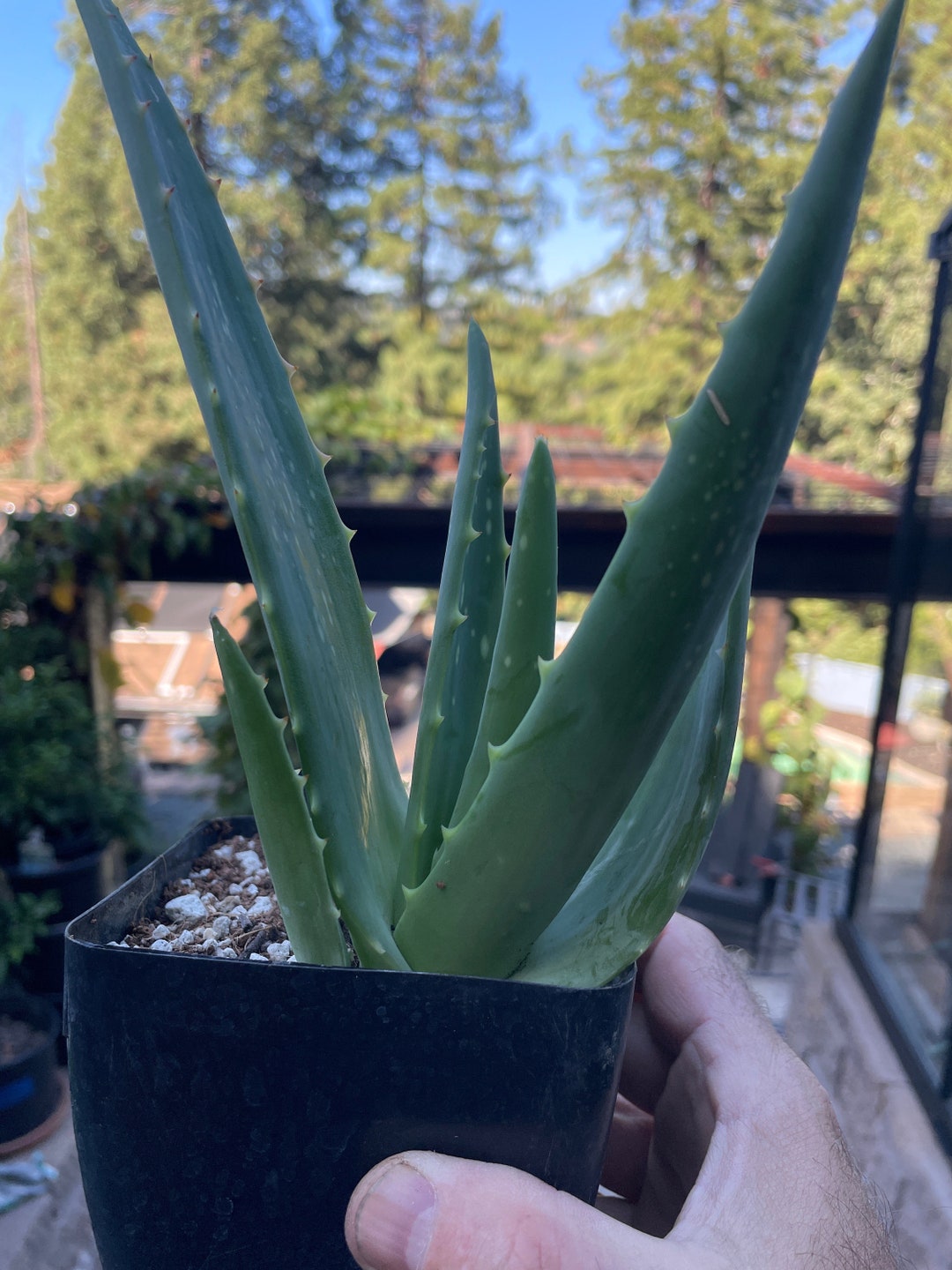 Aloe Tomentosa- Hairy Green Aloe- Rare Aloe 4” Pot - Etsy
