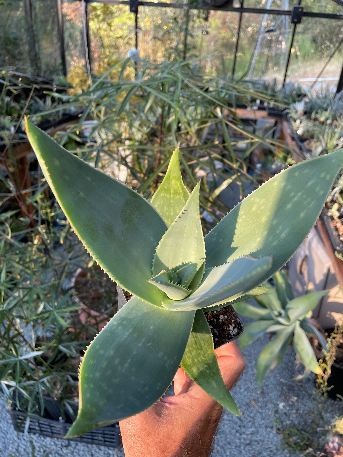 Aloe Ghost Hybrid Aloe Aloe Striata X Aloe Maculata 4 Pot Live Aloe