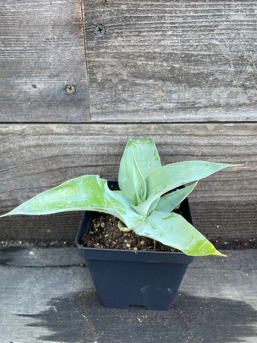 Agave Vilmoriniana Octopus Agave - Etsy