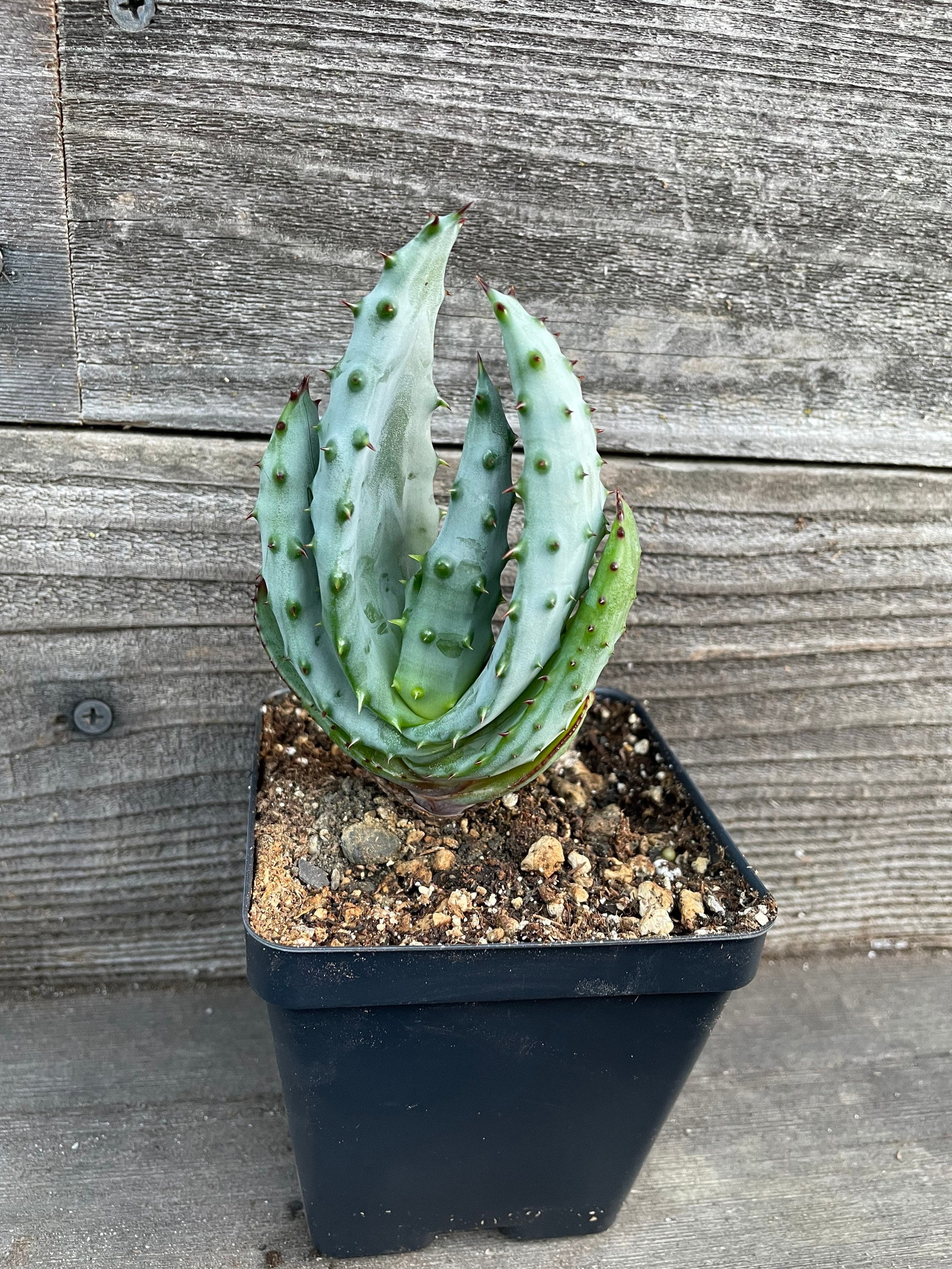 Rare Aloe Ferox Cape Aloe 4 Pot Seed Grown Aloe Live Plant - Etsy