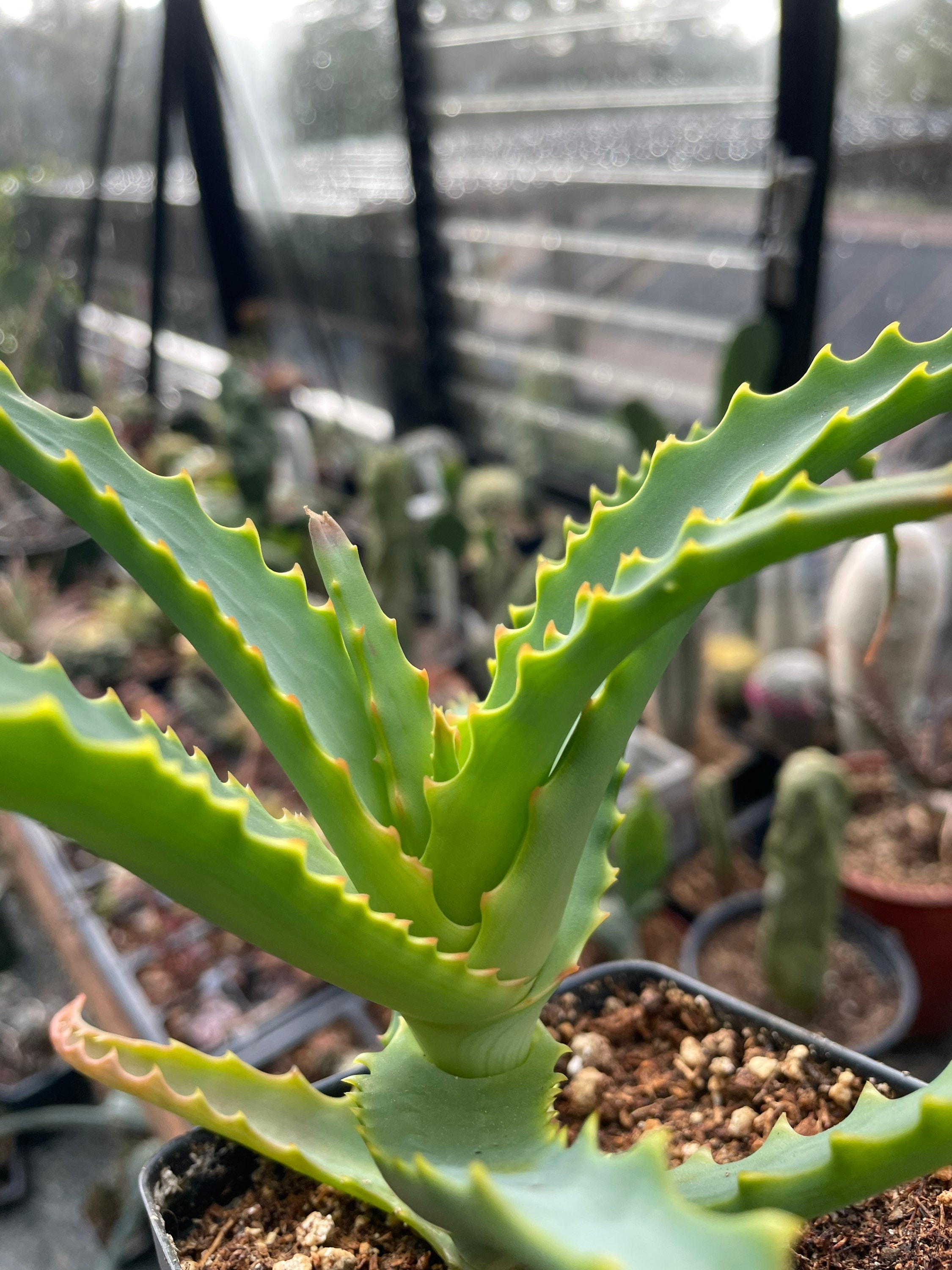 Aloe Arborescens Kratz Aloe Candelabra Aloe Live Plant Low Water Arid ...