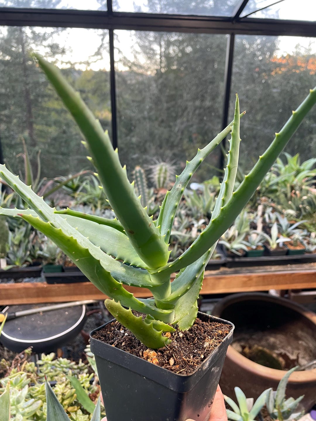 Hybrid Aloe Principis 4" Offset Fully Rooted- Aloe Ferox and Aloe ...