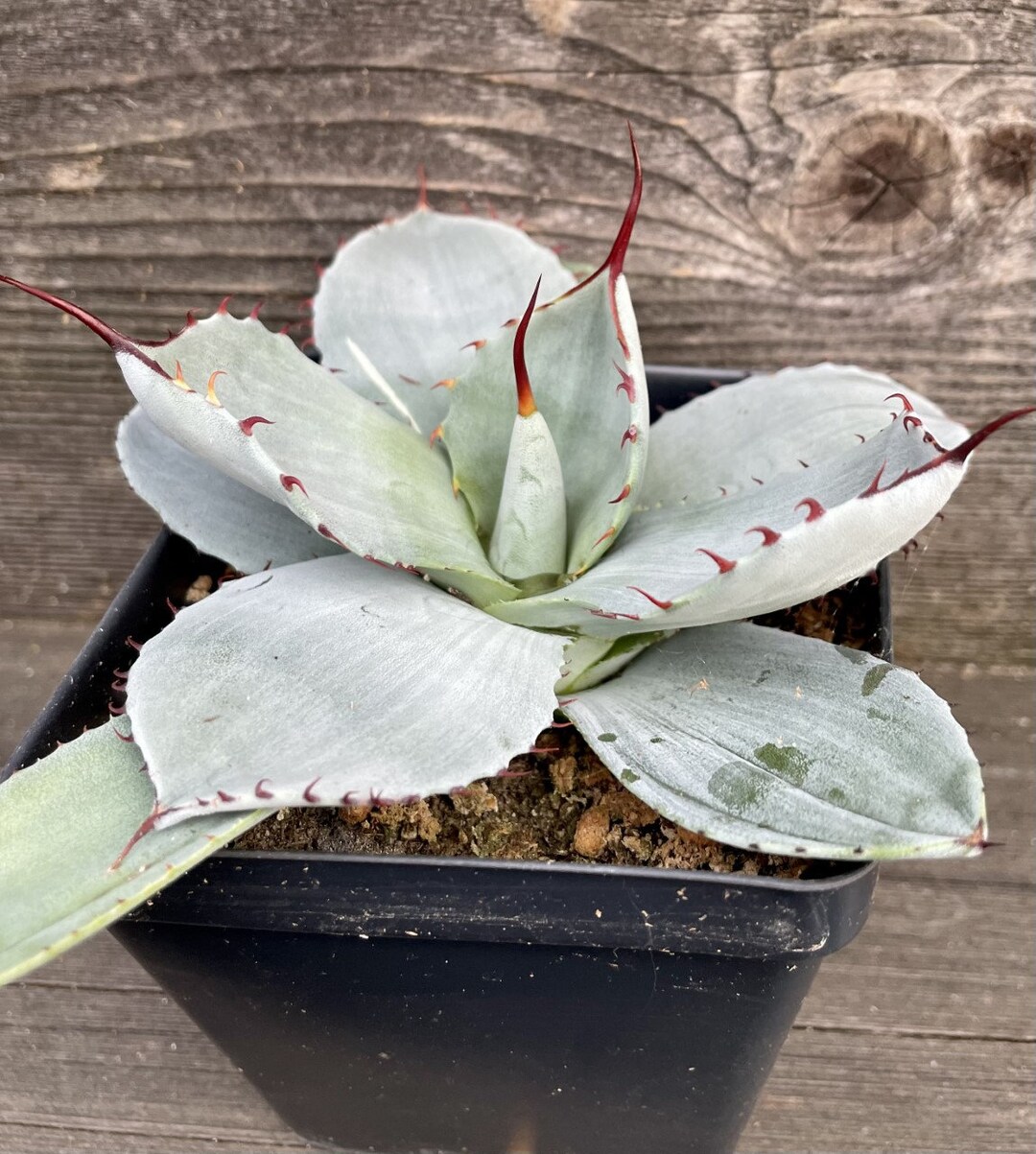 Agave Parryi Truncata - Artichoke Agave- Fully Rooted Offset in a 4 ...