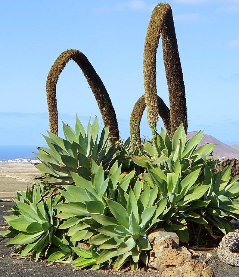 Agave Attenuata fox Tail Agave, Swan Neck Agave 4 Pot - Etsy
