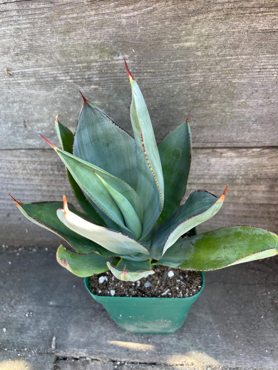 Agave Celsii Nova- Hybrid Agave 4" Pot Fully Rooted Offset - Etsy