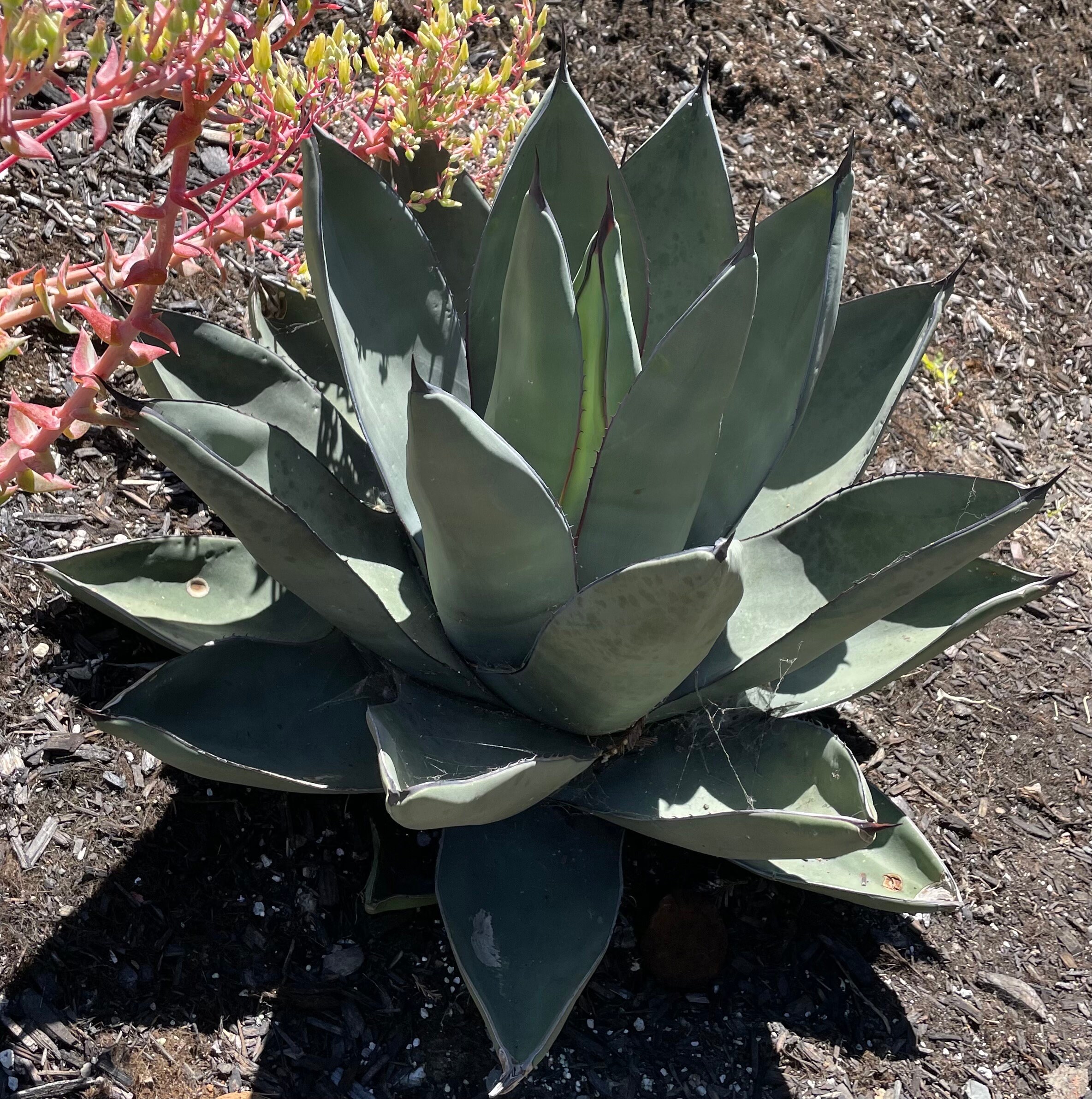 Agave Sharkskin, Shark Skin Agave, Hybrid Agave, Fully Rooted Offset ...