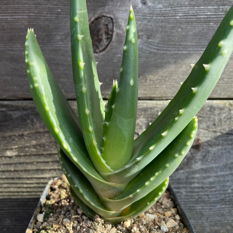 Rare Aloe - Etsy