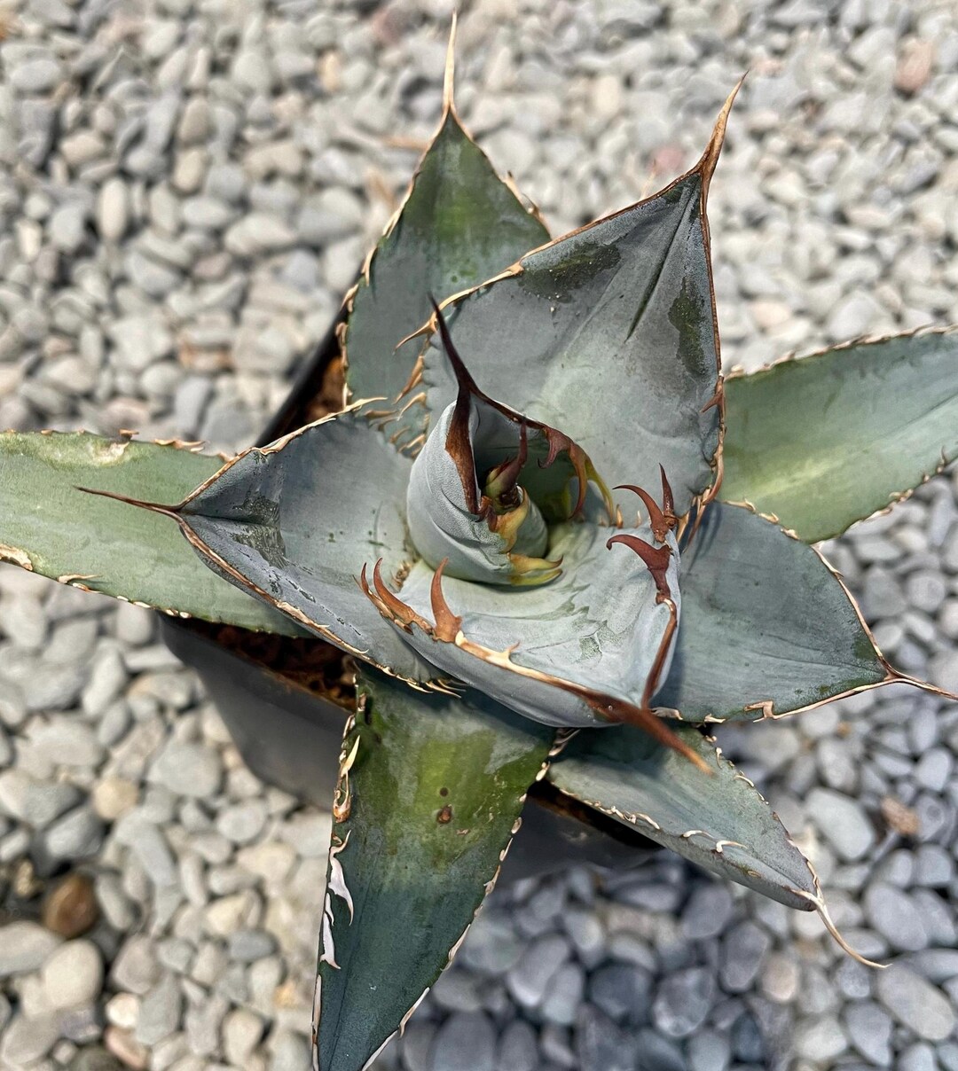 Agave Titanota White Ice, Fully Rooted Offset Growing in an 4" Pot - Etsy