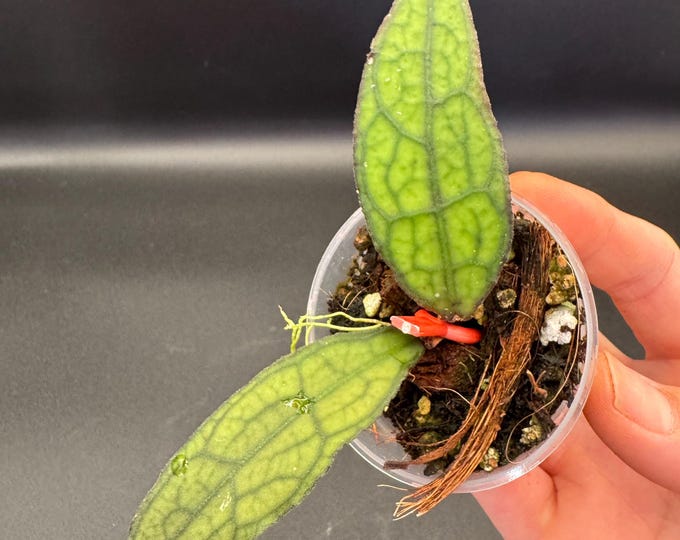 Hoya Clemensorium ACTIVELY GROWING - Rare Hoya Plant - Etsy