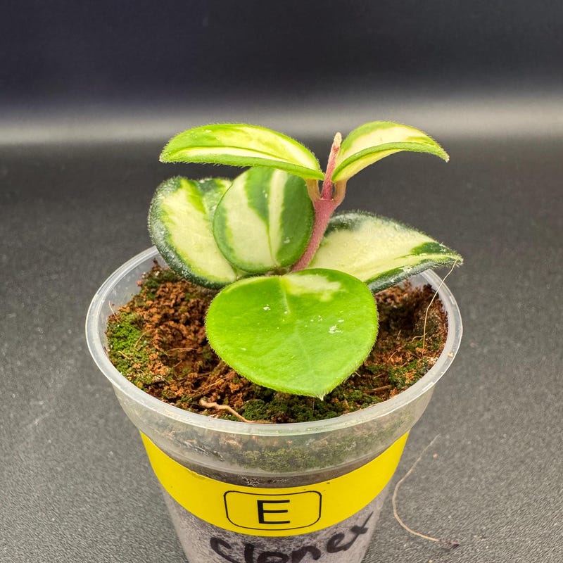 Hoya Mathilde - Etsy