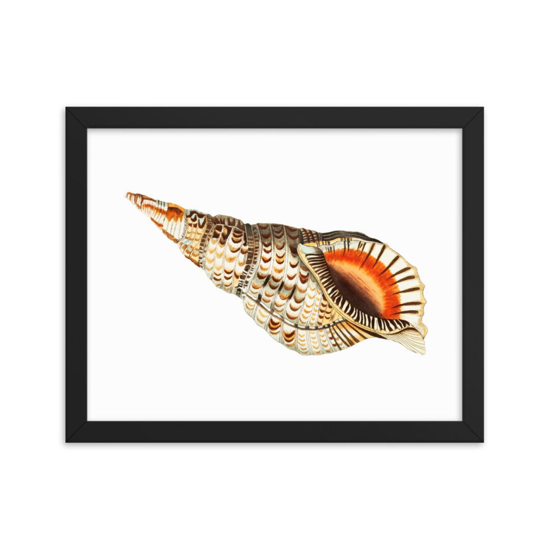 Framed Vintage Art Print - Sea Trumpet Shell (ca. 1789) by George Shaw ...