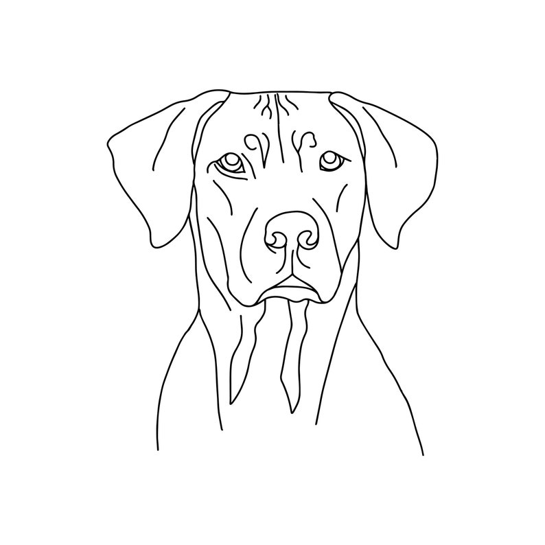 Rhodesian Ridgeback Illustration, Dog Drawing SVG, PNG, DXF (digital ...