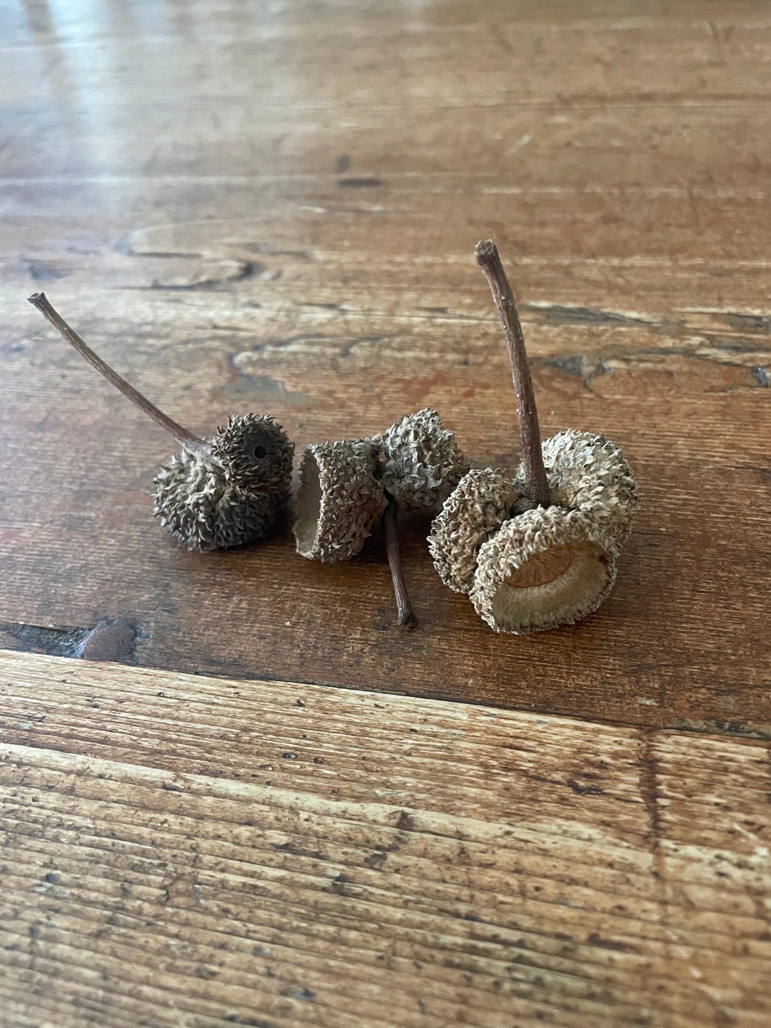 Natural Dried Bur Oak Acorn Caps, Rustic Crafting Supplies, Eco ...