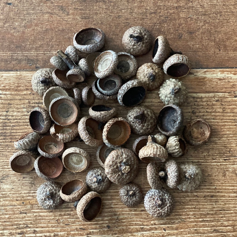 Burr Oak Acorn Caps - Etsy