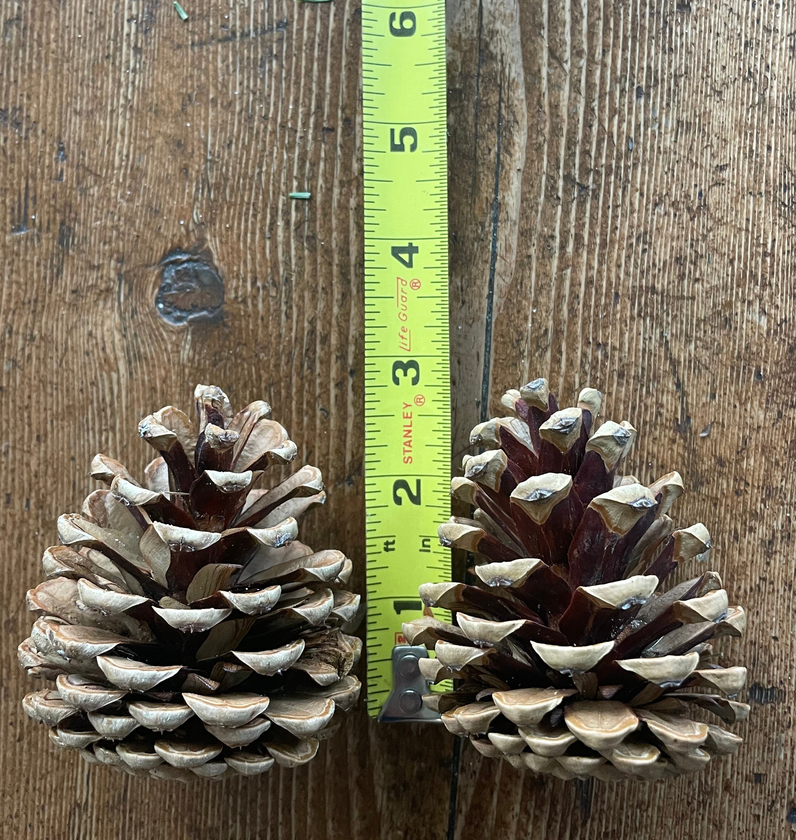 Pine Cones, Natural Dried and Untreated Red Pine Cones, Rustic Crafting ...