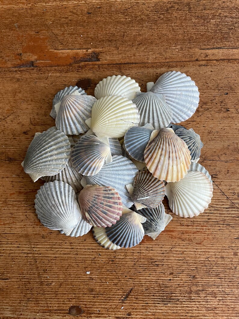 Handmade Scallop Shell Garland With Pine Cones, Rustic Home Decor ...