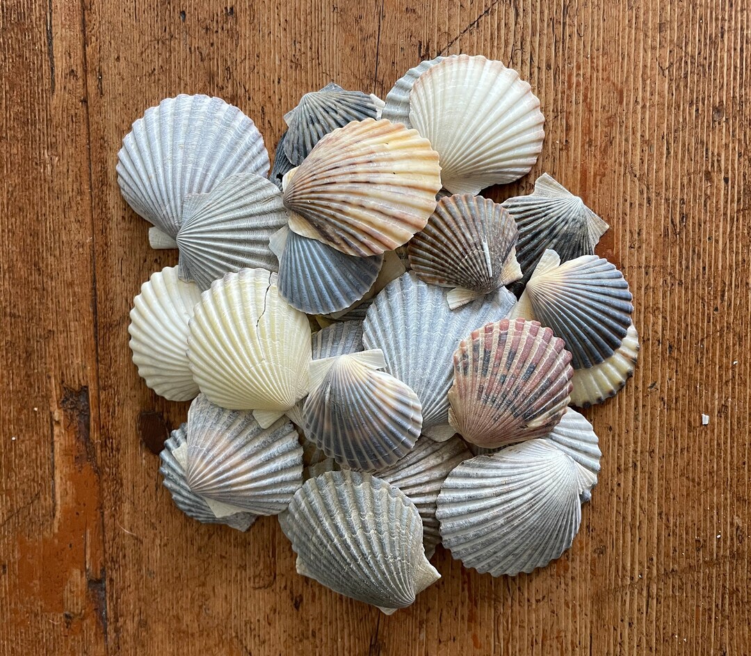 Scallop Shells From Long Island's East End, Various Sizes. DIY Shell ...