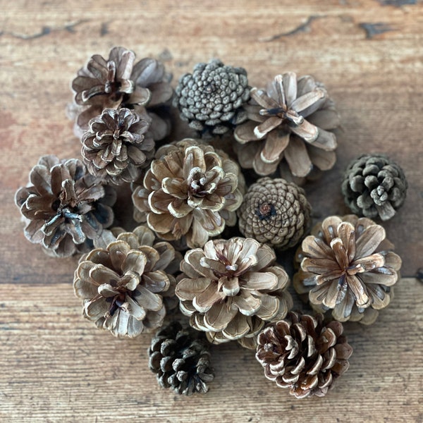 Pine Cone Rustic - Etsy