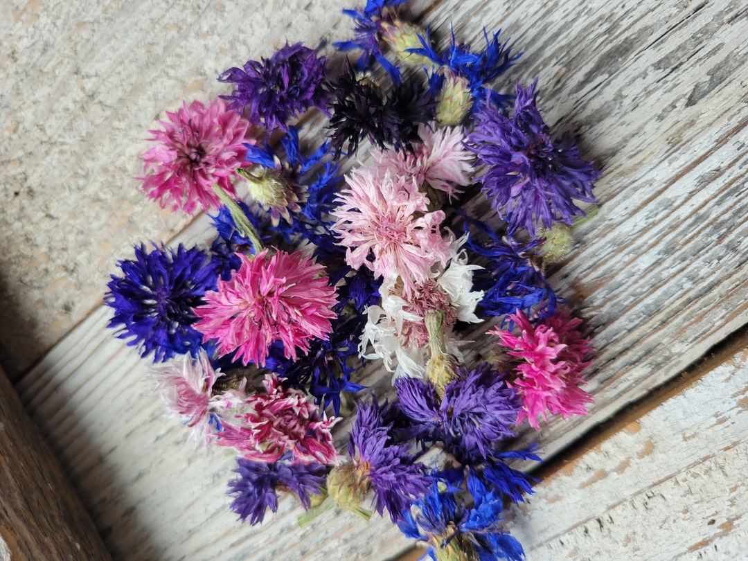 Dried Flower Mix Bachelor Button Cornflowers Dried Pink, Blue, Purple ...