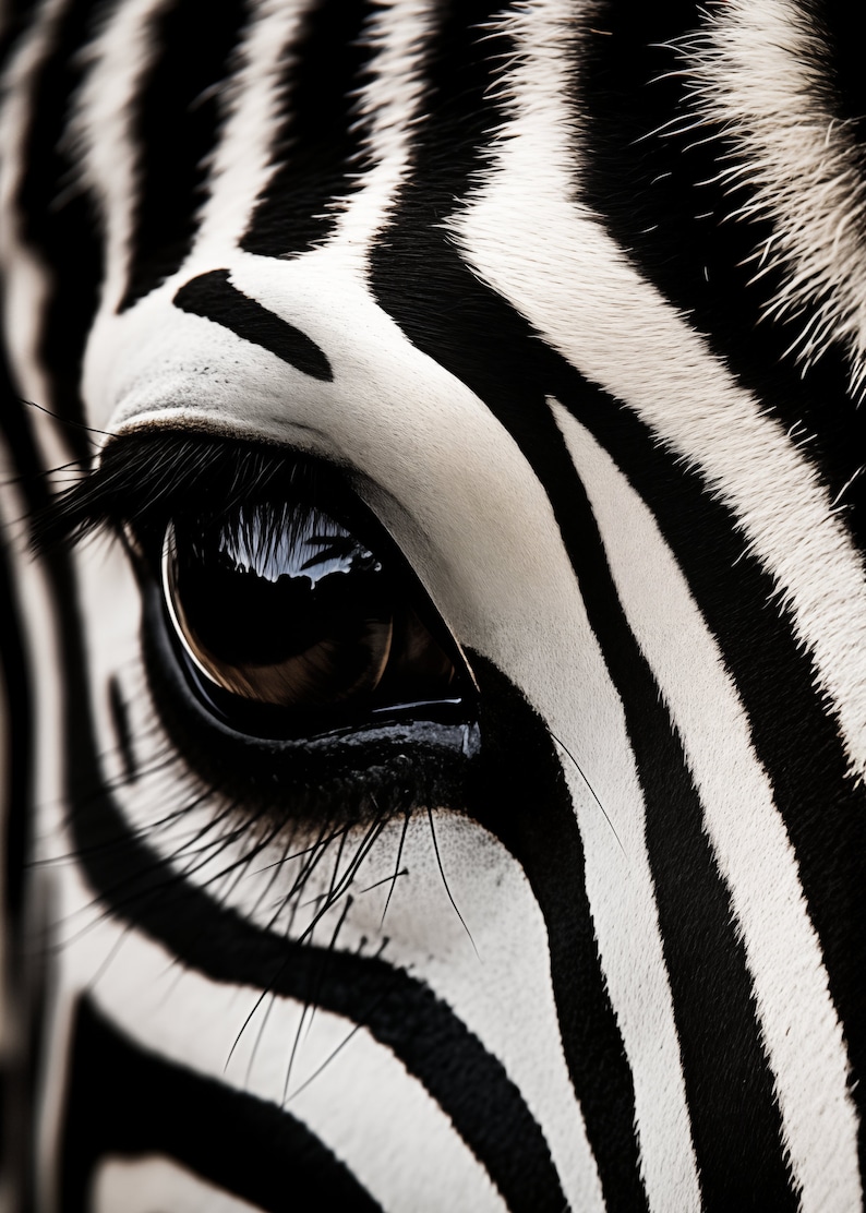 Zebra Eye Close-up Print: Modern Black and White Wildlife Photography ...