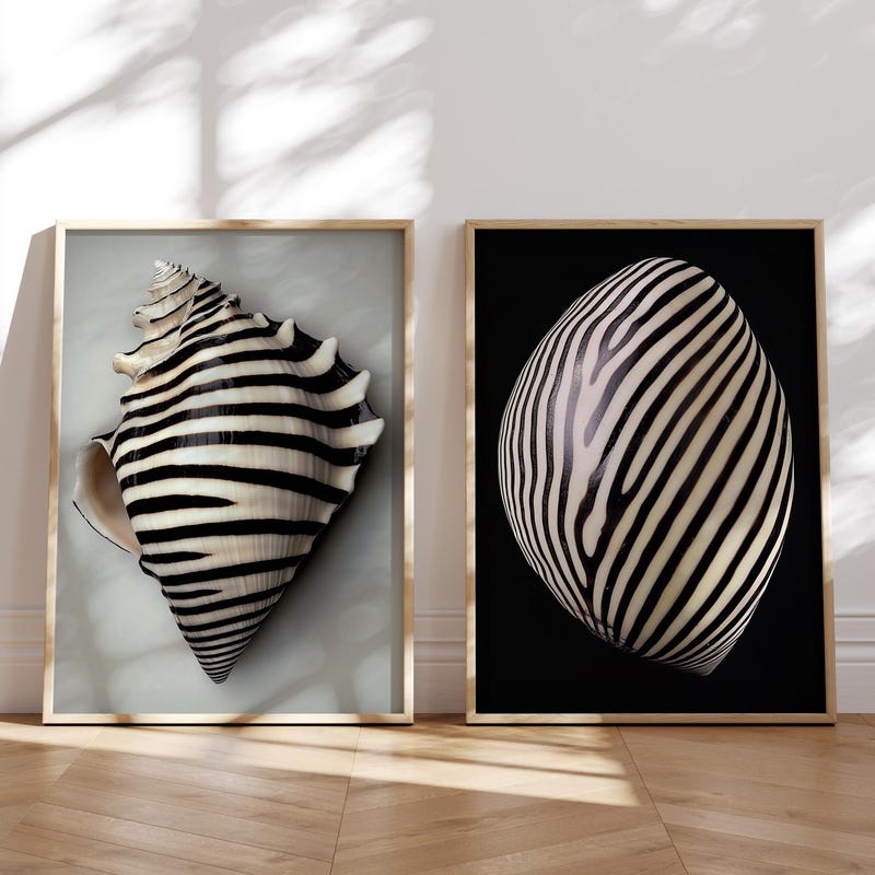 Zebra Shells - Etsy