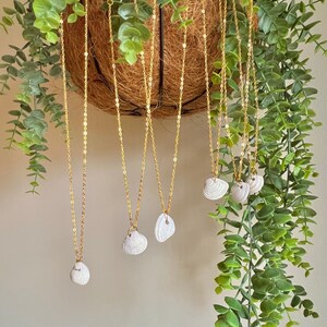 Natural Seashell Necklace on Gold Chain, Real Shell Necklace, Gold ...