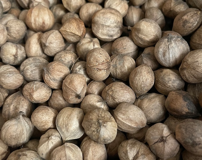 Small Shagbark Hickory Nut Seeds for Growing or Crafts - Etsy