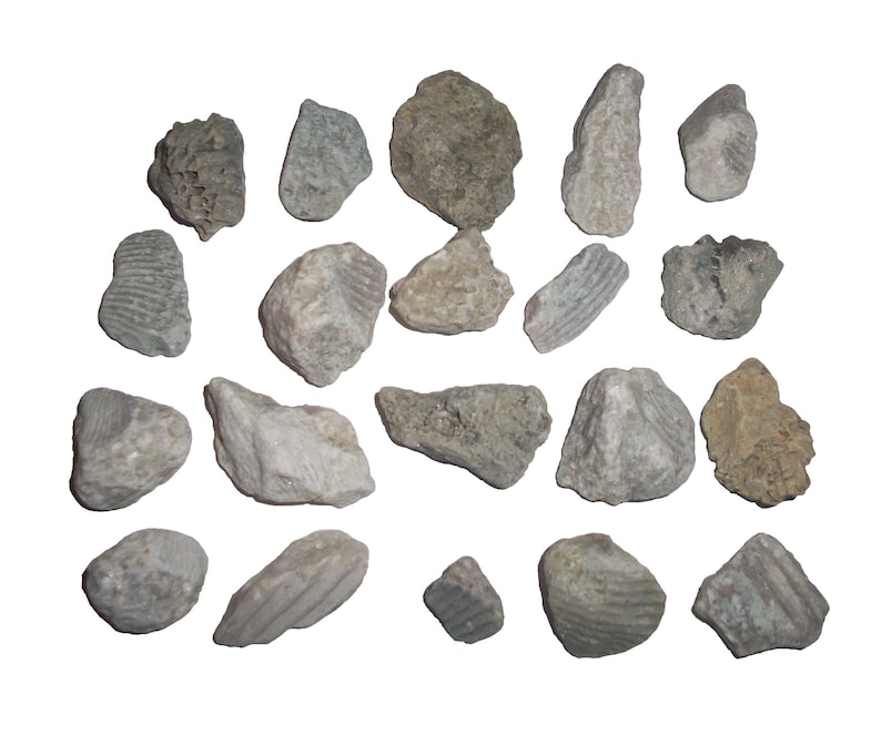 15 Miniature Sedimentary Limestone Fossils 1/4-1/2 Inch - Etsy