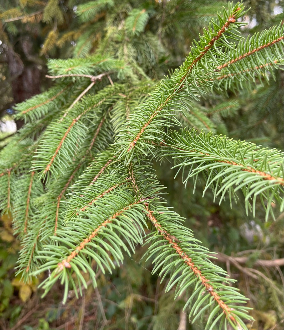 Fresh Evergreen Fir Boughs, Branches, 1 Pound - Etsy