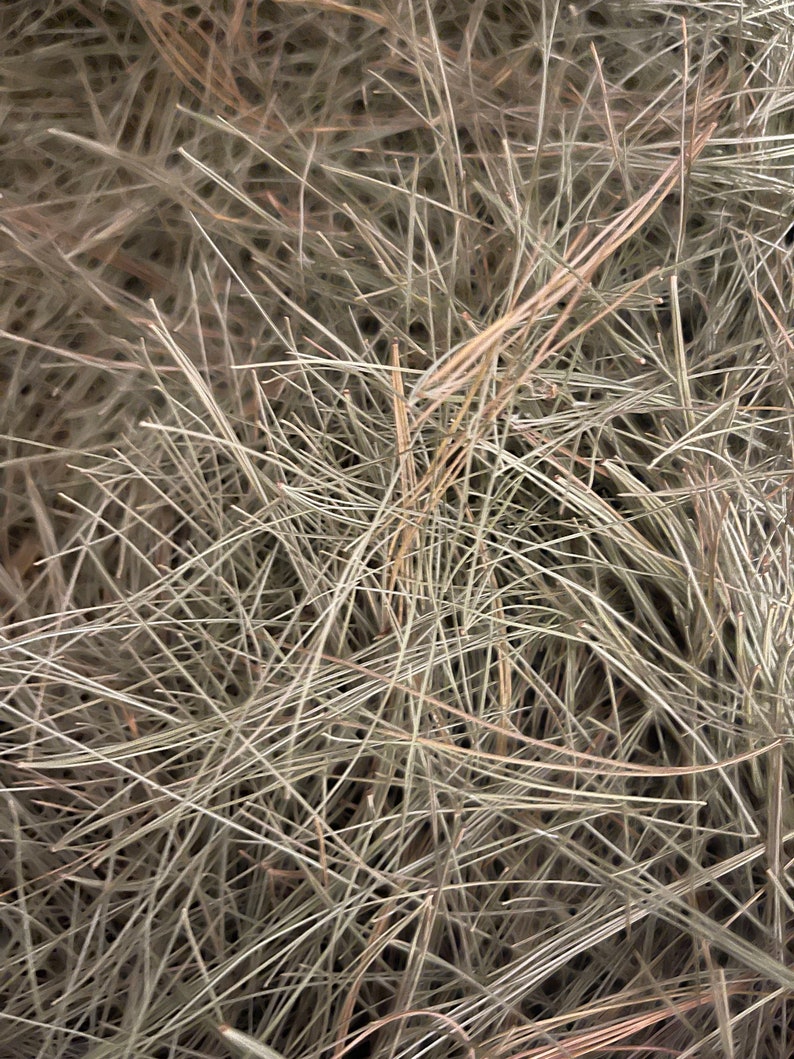 Pine Needles - Etsy