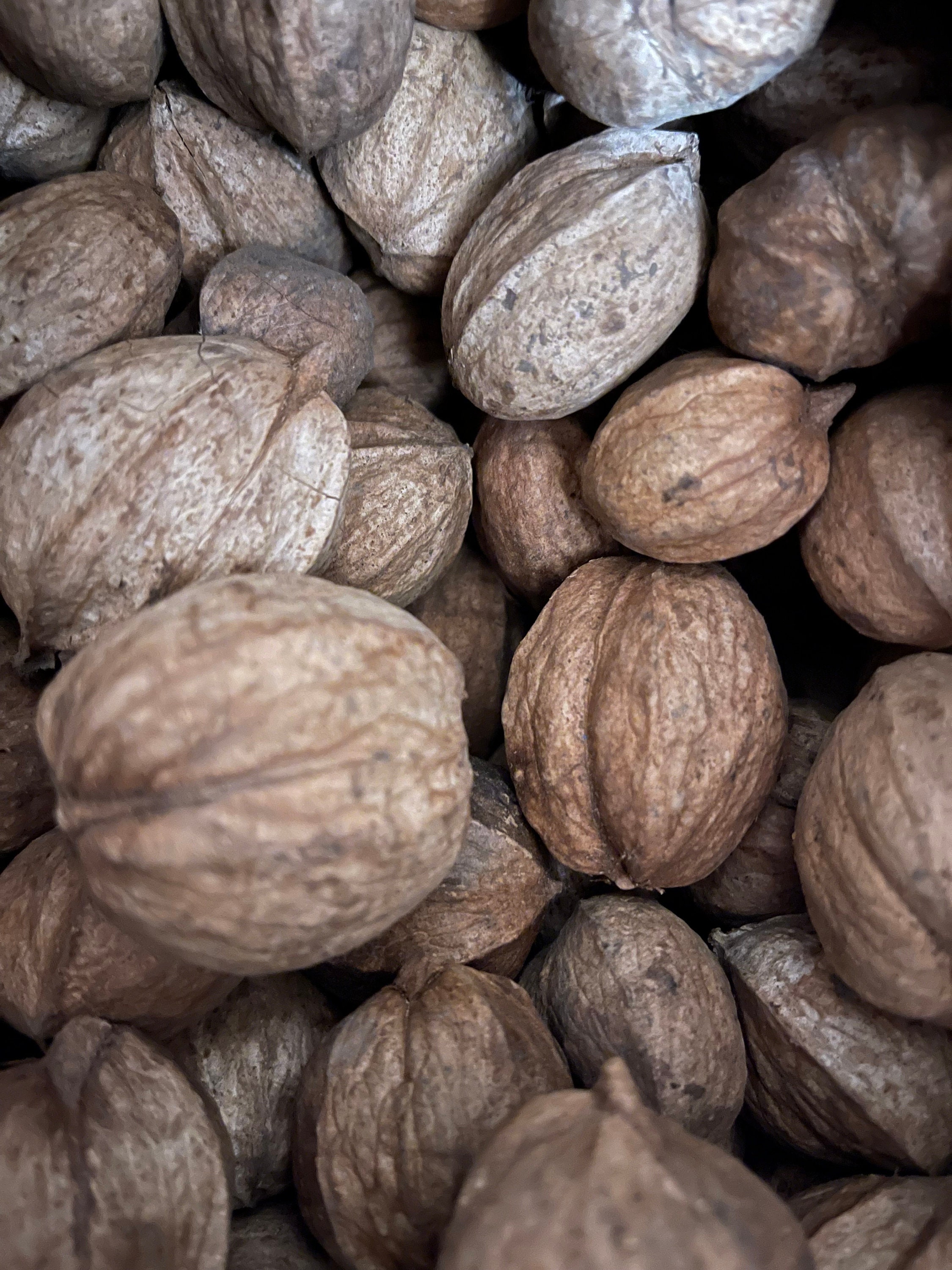 Hickory Nuts. Large Nuts for Crafting or Planting - Etsy