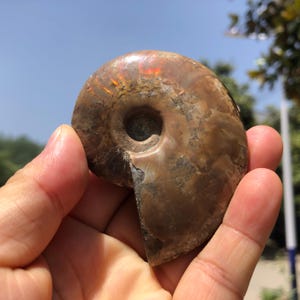 Real Natural Spiral Shape Sea Snail Fossil, Textured Shell Replica ...