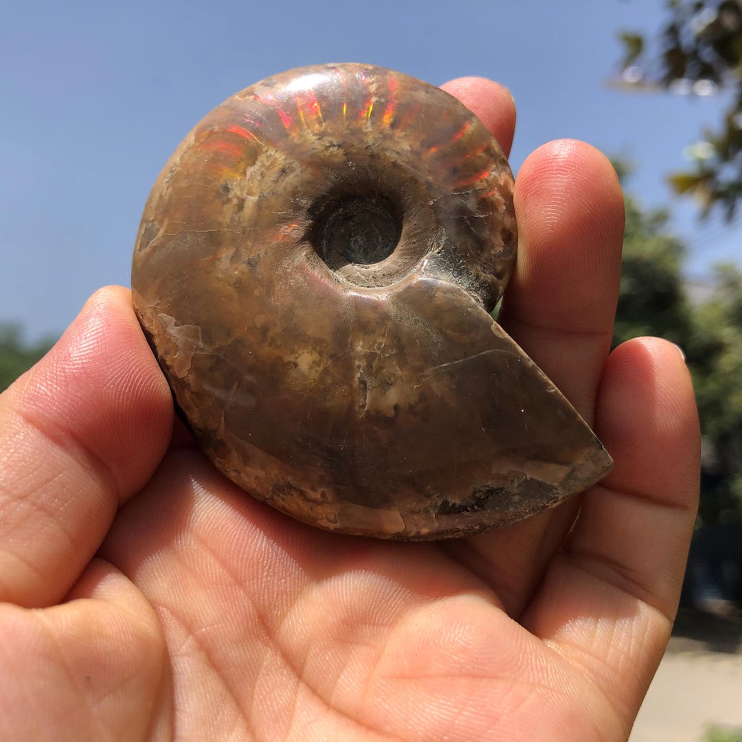 Real Natural Spiral Shape Sea Snail Fossil, Textured Shell Replica ...