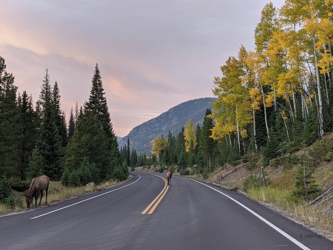 Rocky Mountain National Park Elk - Travel Through the Park With Us as ...