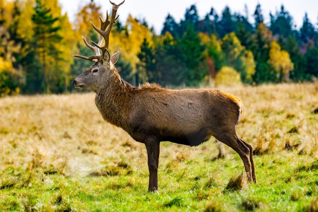 A Stunning, Cute, Majestic Deer Standing in the Fields Wall Art Digital ...