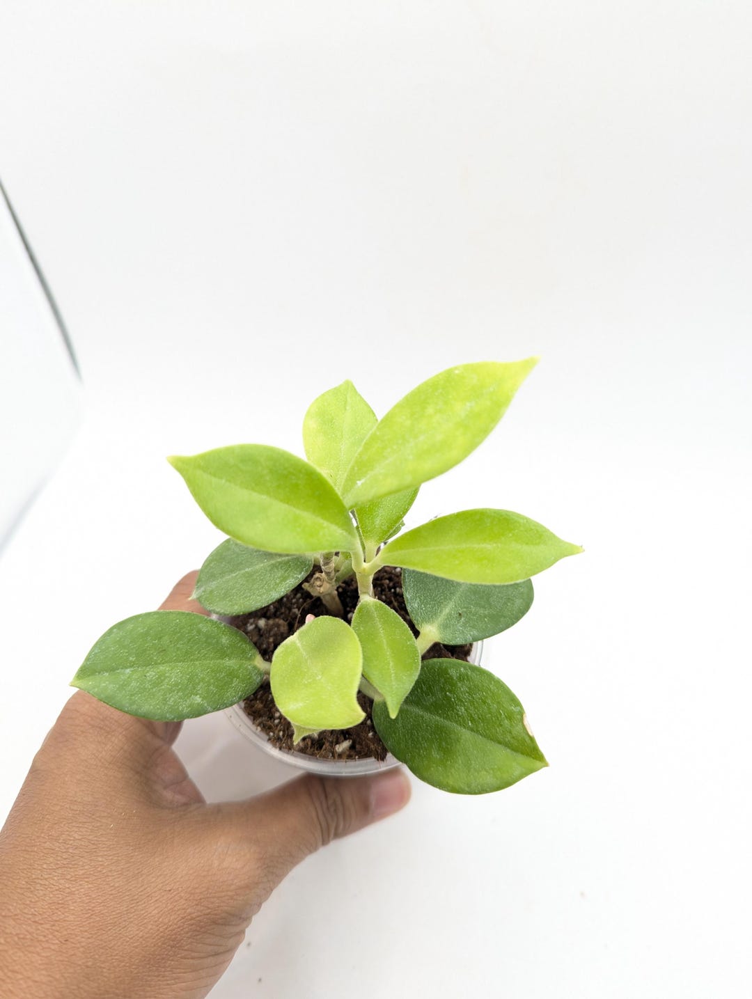 Hoya Australis Ssp. Keysii - Etsy