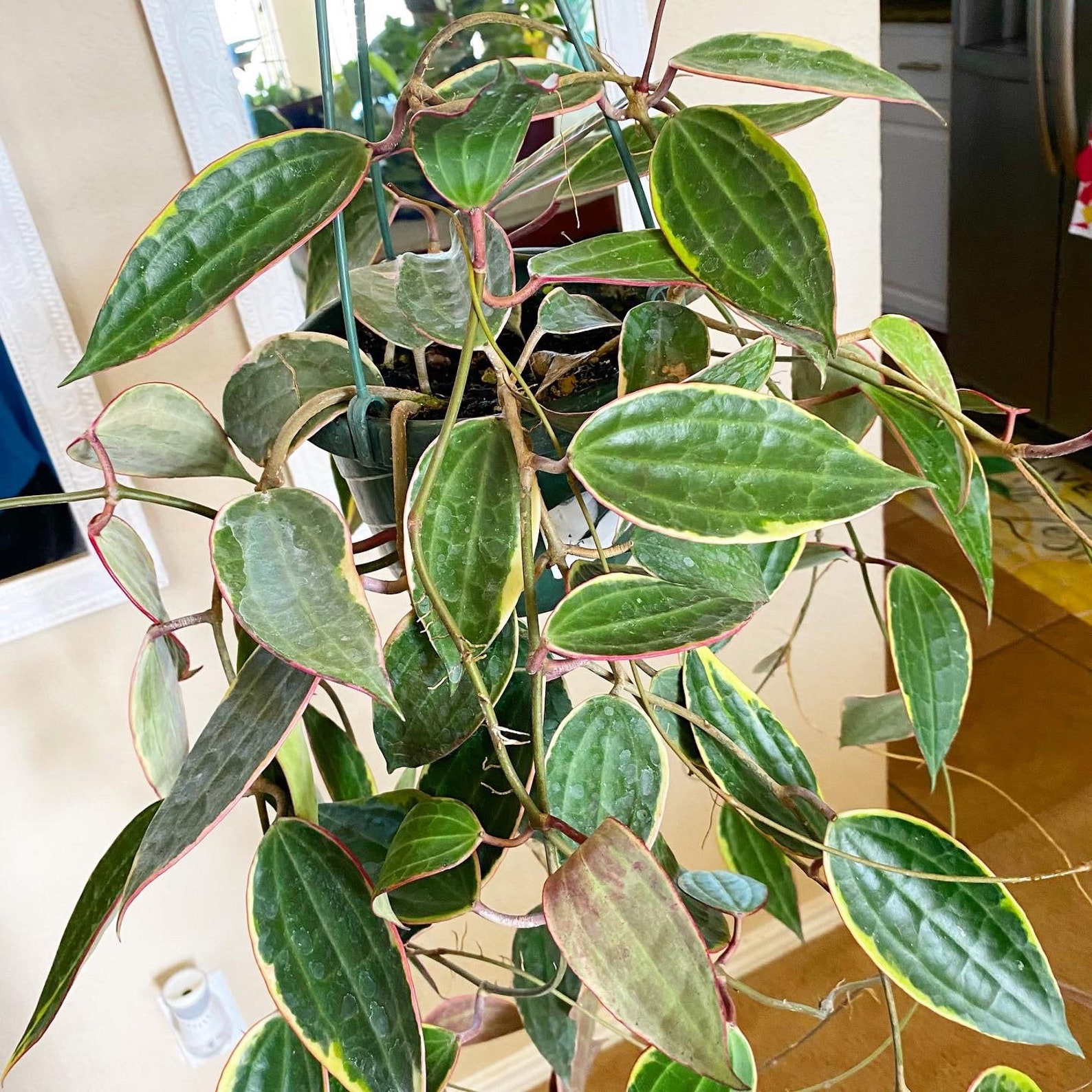 Hoya Macrophylla Variegated Cutting Unrooted - Etsy