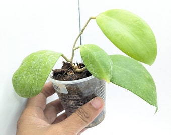 Hoya Kicki, Hoya Hybrid, Rooted Plant Shipped in 2.5 Pot. - Etsy