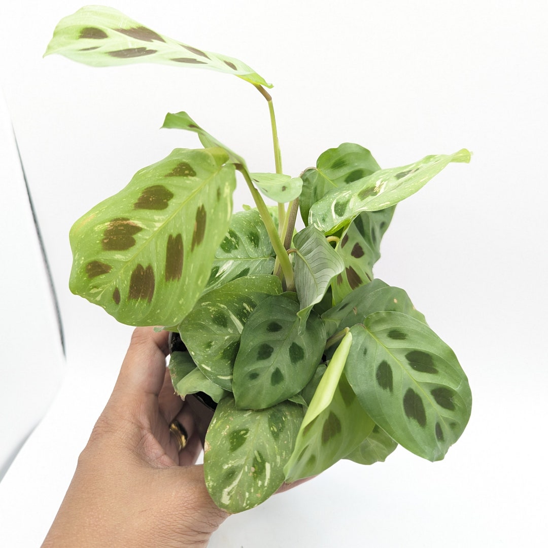 Variegated Rabbit Track Prayer Plant - Etsy
