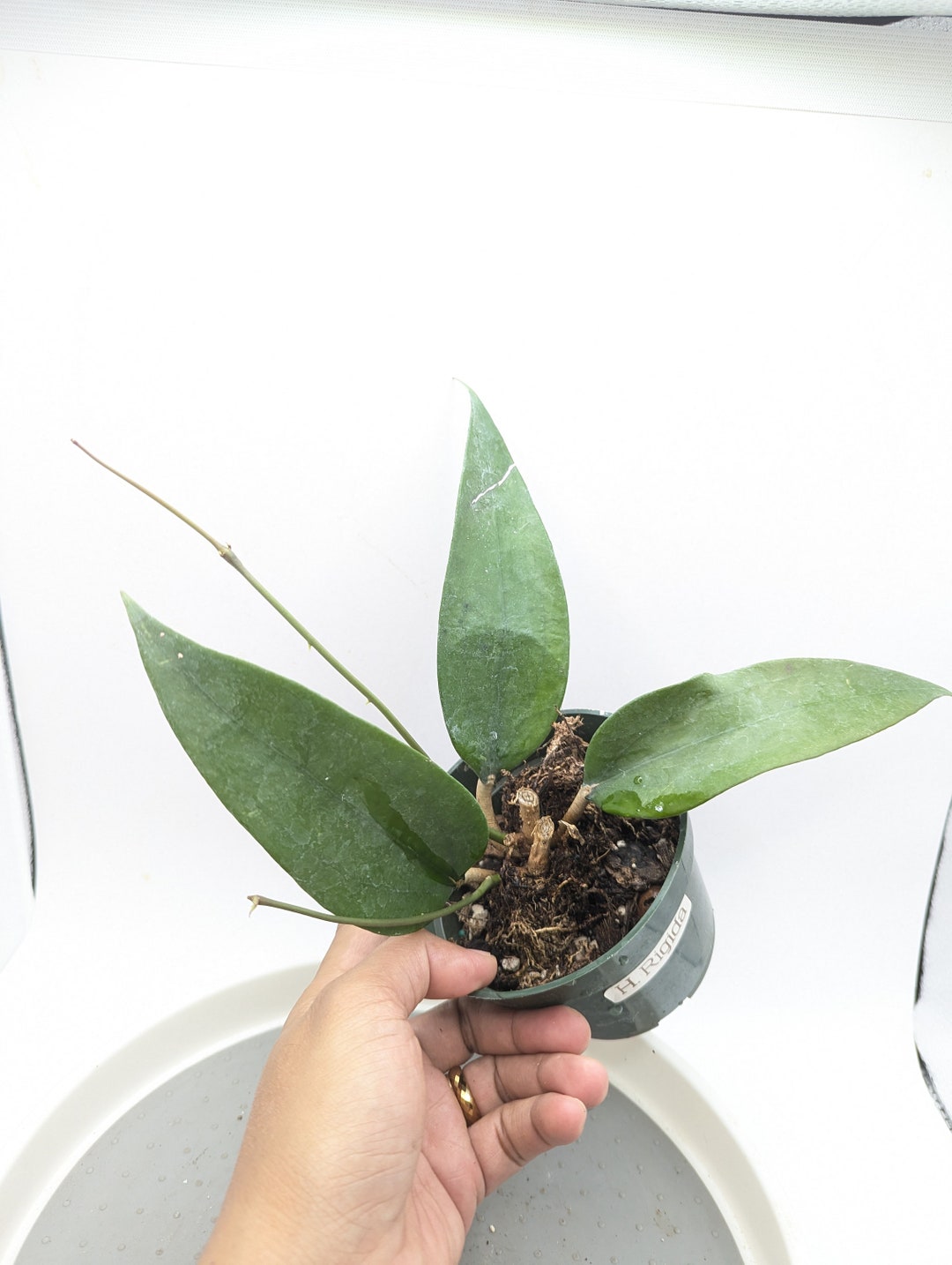 Hoya Rigida Large Leaf - Etsy