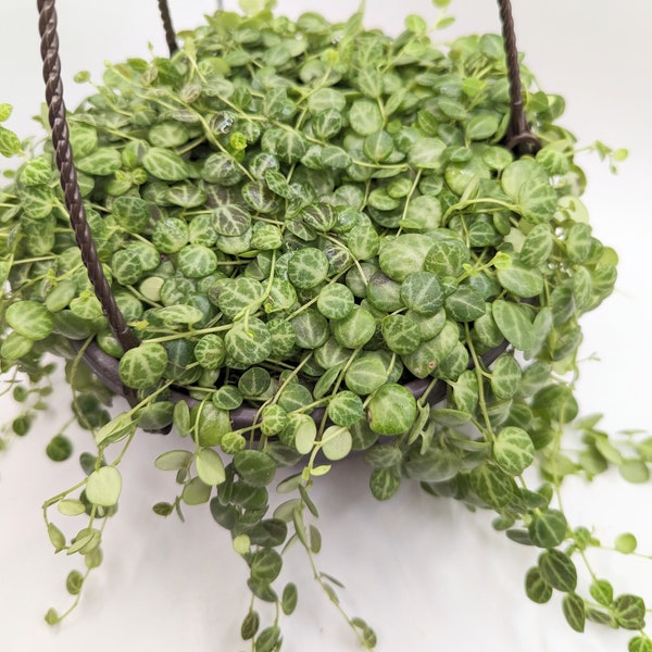 String of Turtles' - Etsy