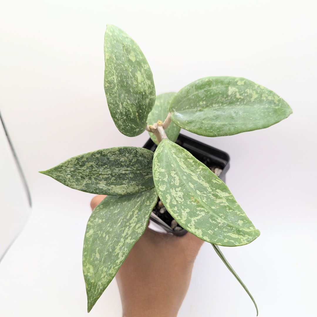 Hoya Rangsan Splash - Etsy