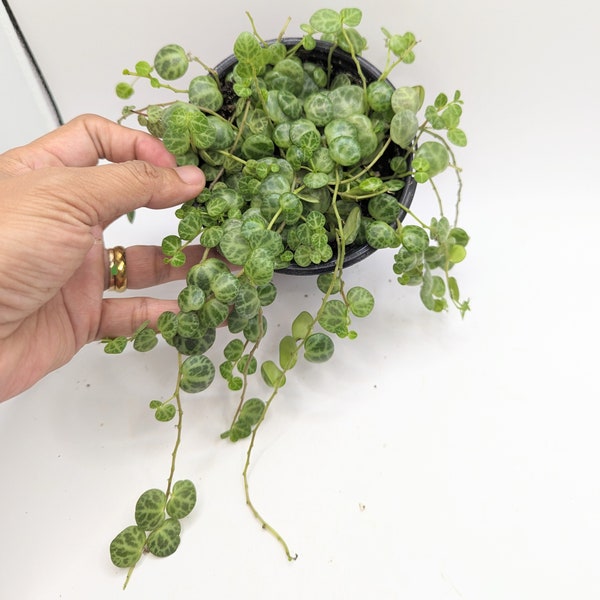 String of Turtles - Etsy