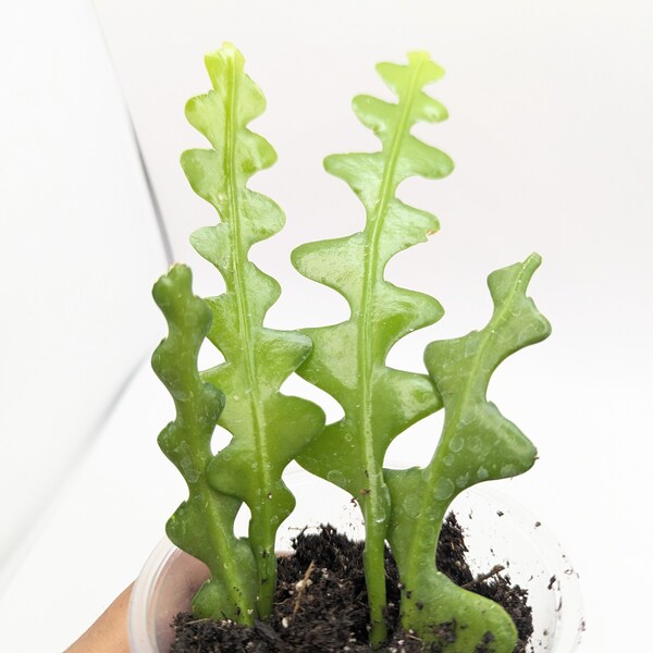 Ric Rac Cactus - Etsy