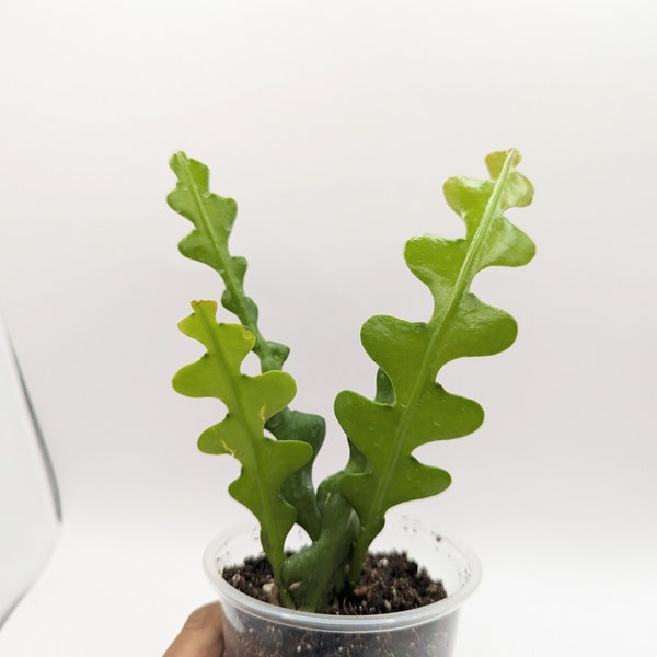 Ric Rac Cactus - Etsy