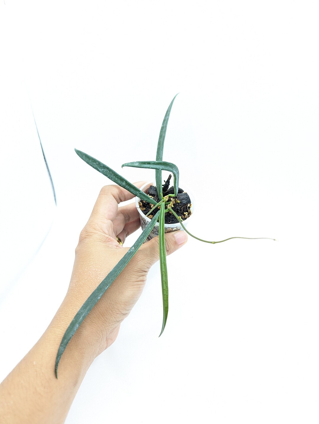 Hoya Shepherdii - Etsy
